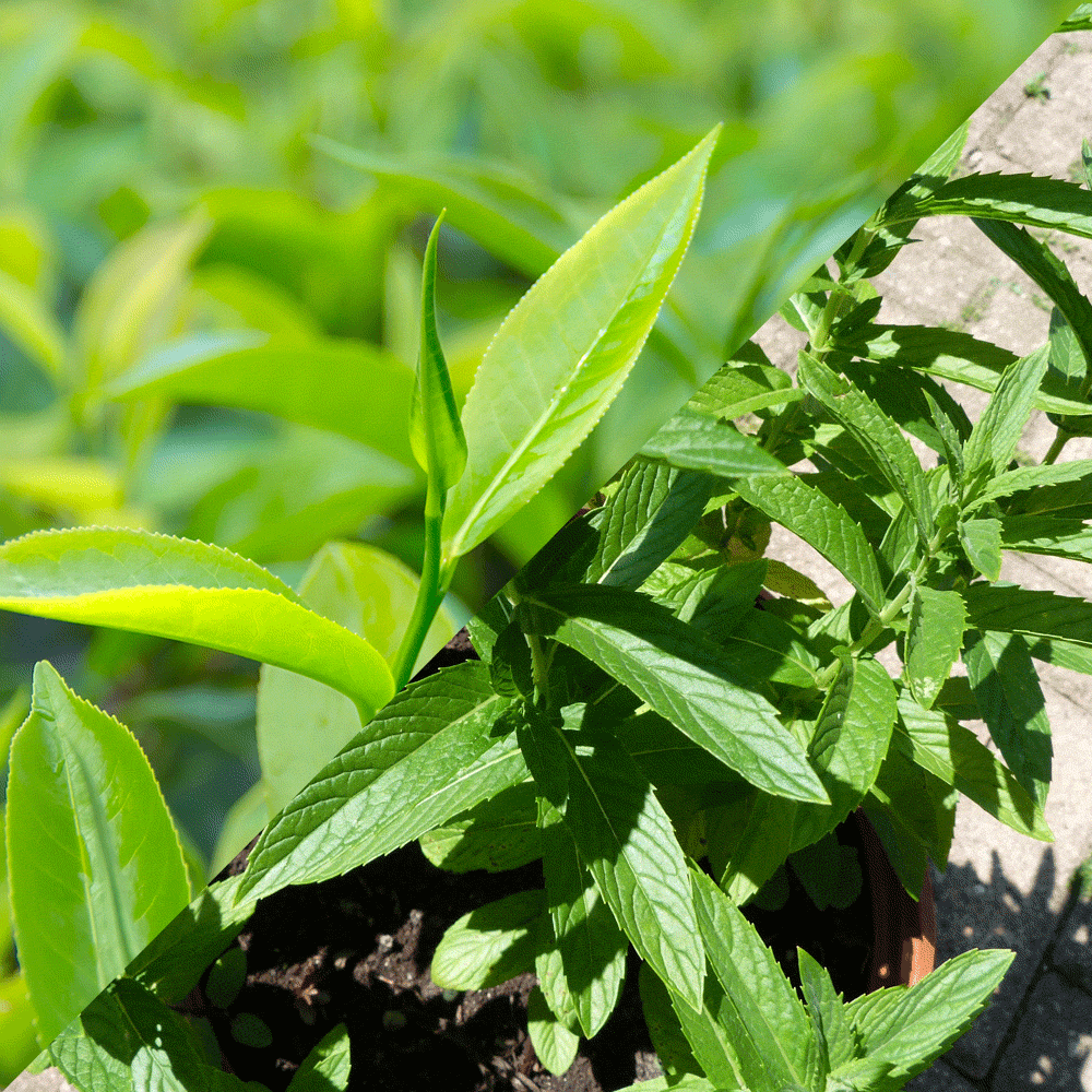 Tea Tree Peppermint Essential Oil Blend at The Chemistry Store